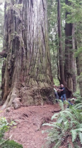 Reforestation Reaches New Heights Thanks To Tree Cloning Efforts