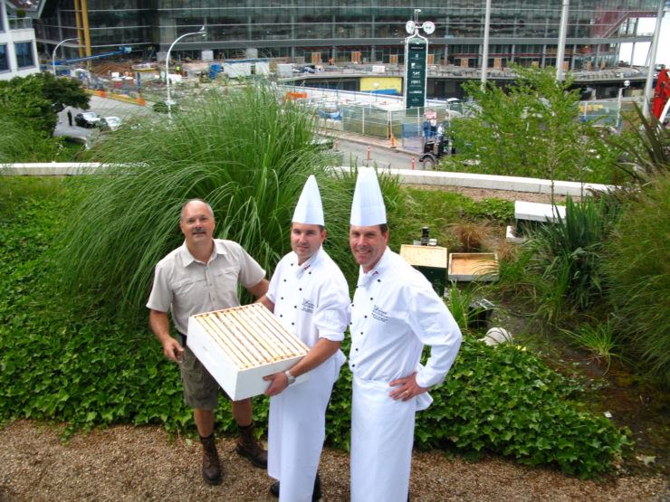 Fairmont Hotels Beekeeping Program Abuzz With Life