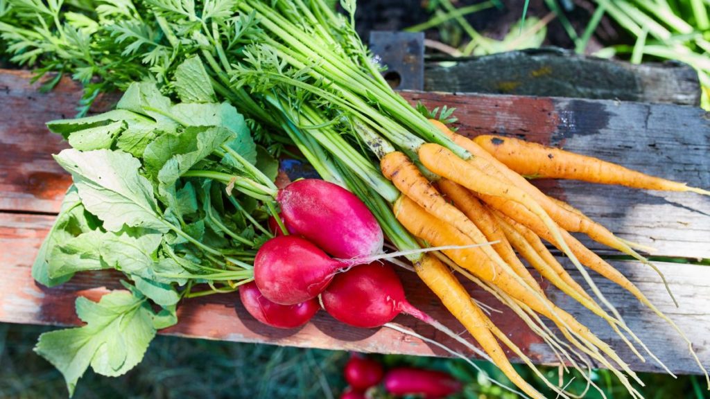 How To Maximize Your Vegetable Garden Harvest - Earth911