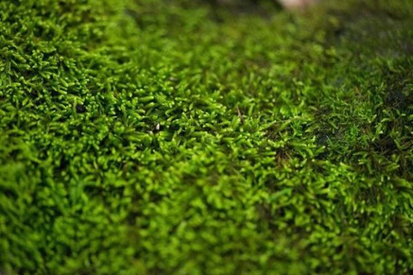 Tired of Mowing? Here's How To Replace Your Grass Lawn - Earth911