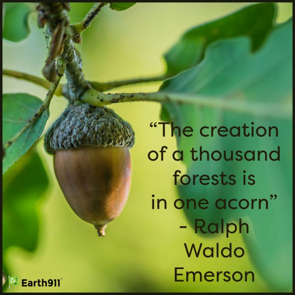Earth911 Inspiration: A Thousand Forests in One Acorn - Earth911