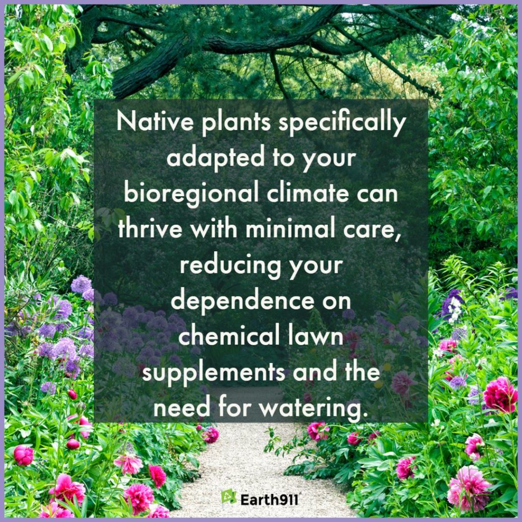 We Earthlings: Native Plants Thrive With Minimal Care - Earth911